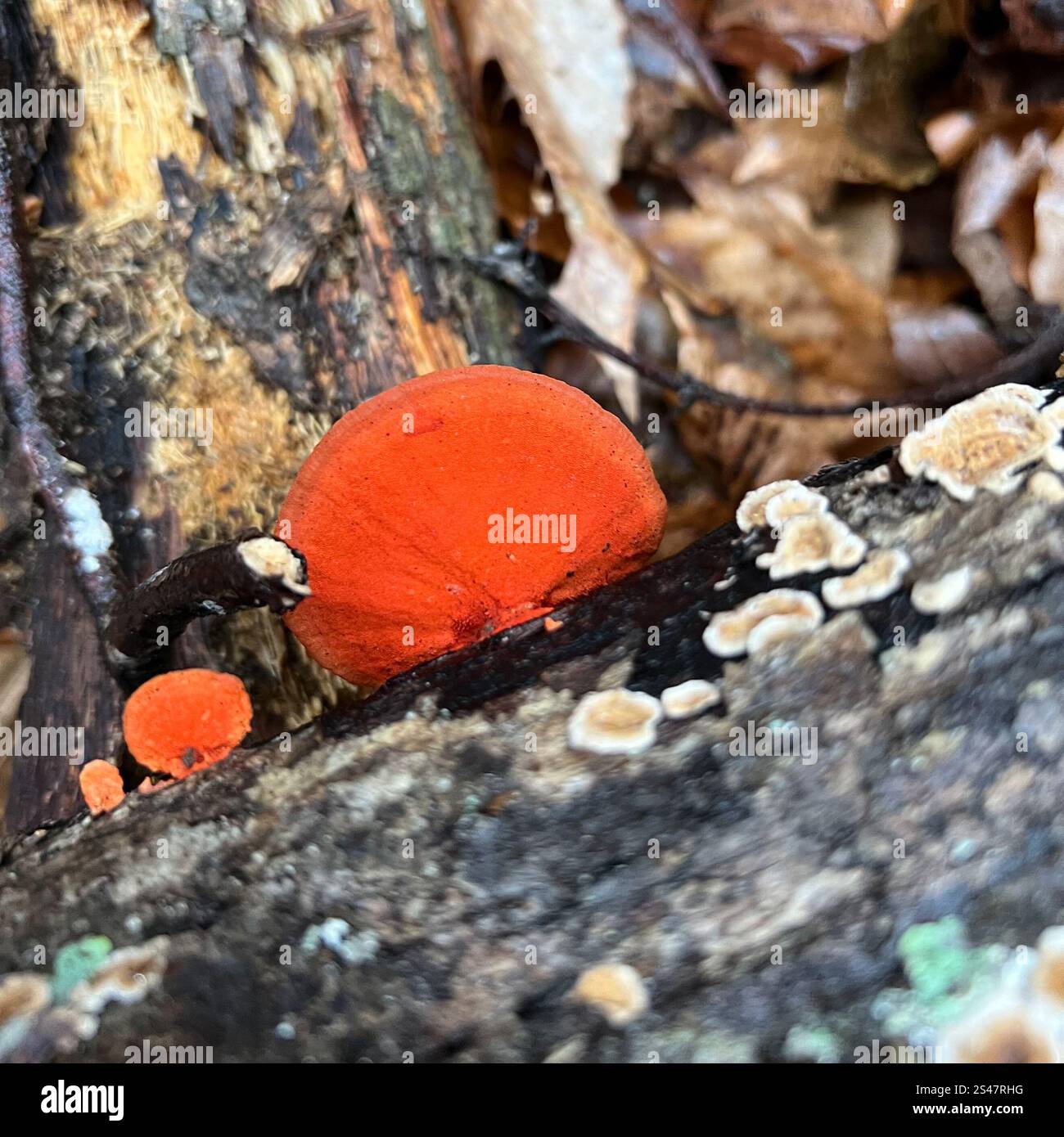 Northern Cinnabar Polypore (Trametes cinnabarina Stock Photo - Alamy