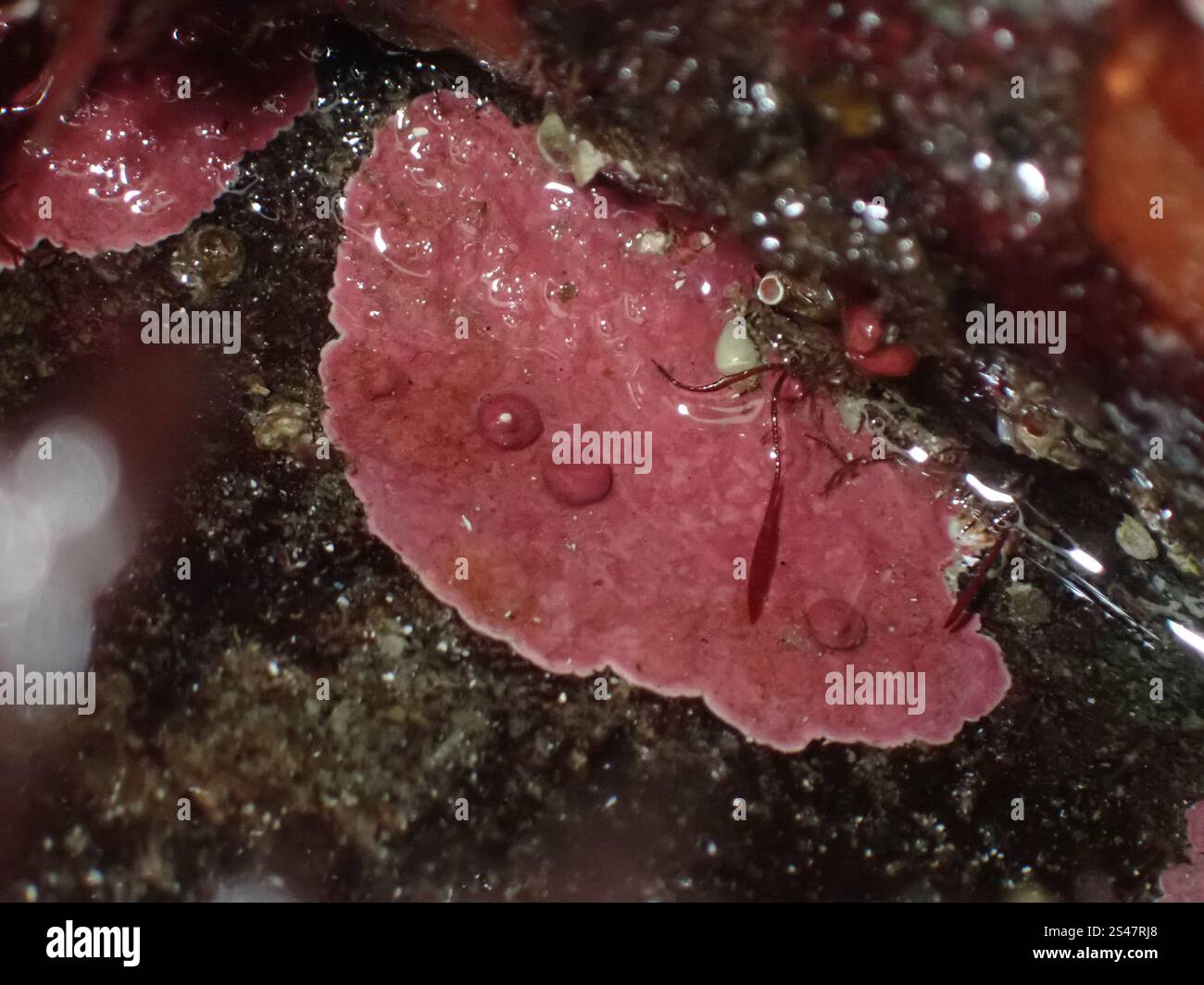 Crustose coralline algae (Lithothamnion Stock Photo - Alamy