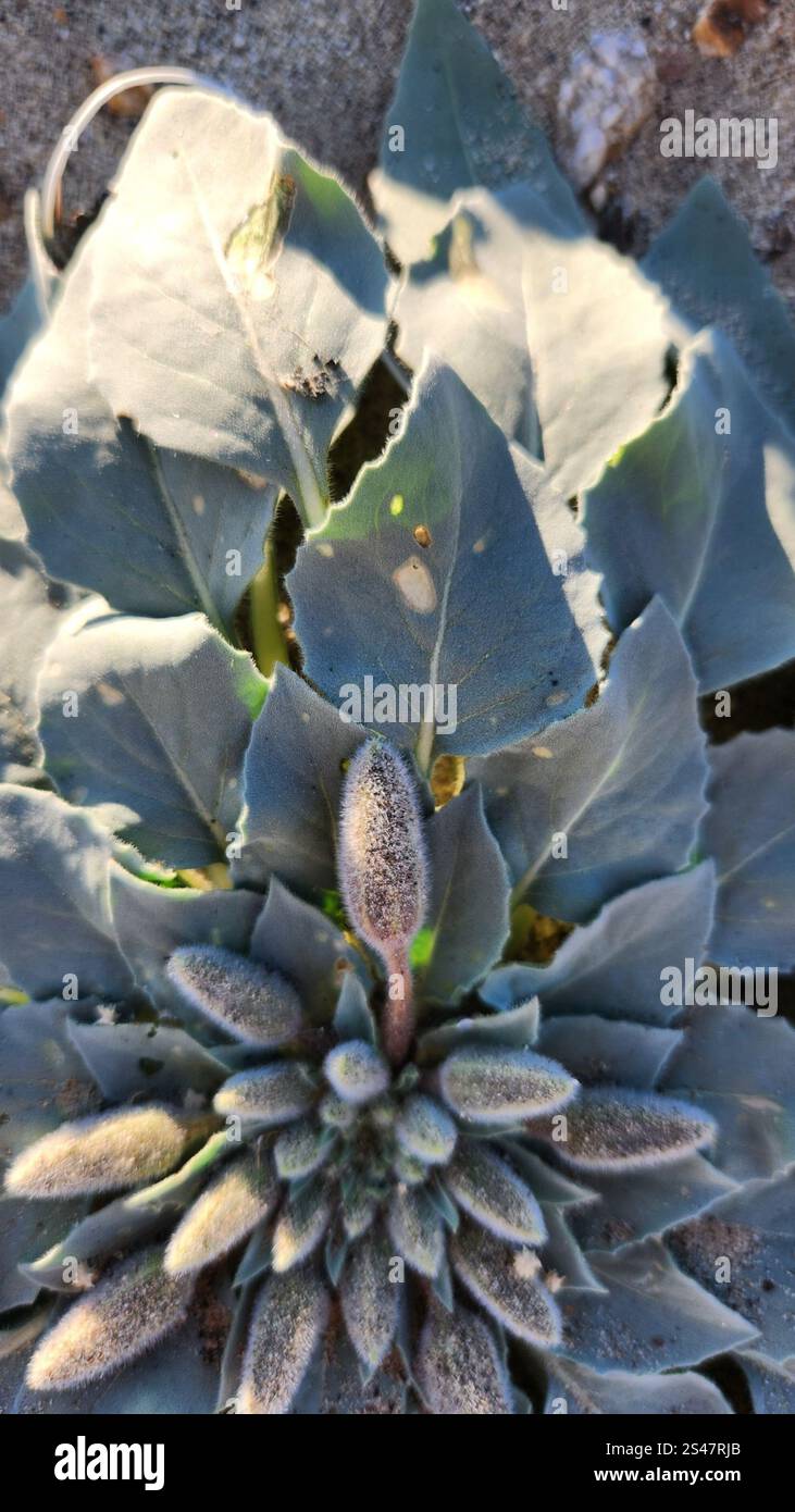Annual Evening Primrose (Oenothera deltoides deltoides Stock Photo - Alamy
