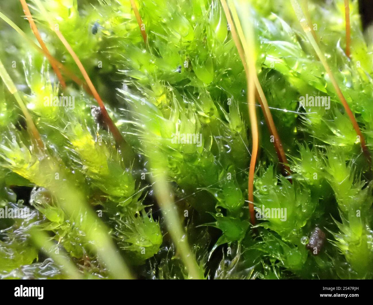 Heath Star-moss (Campylopus introflexus Stock Photo - Alamy