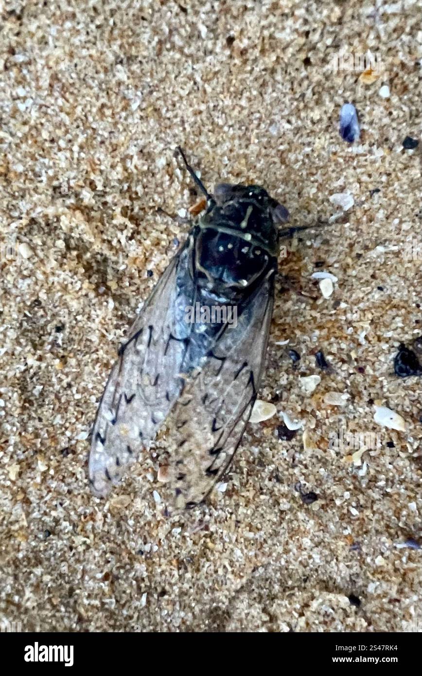 Razor Grinder (Henicopsaltria eydouxii Stock Photo - Alamy