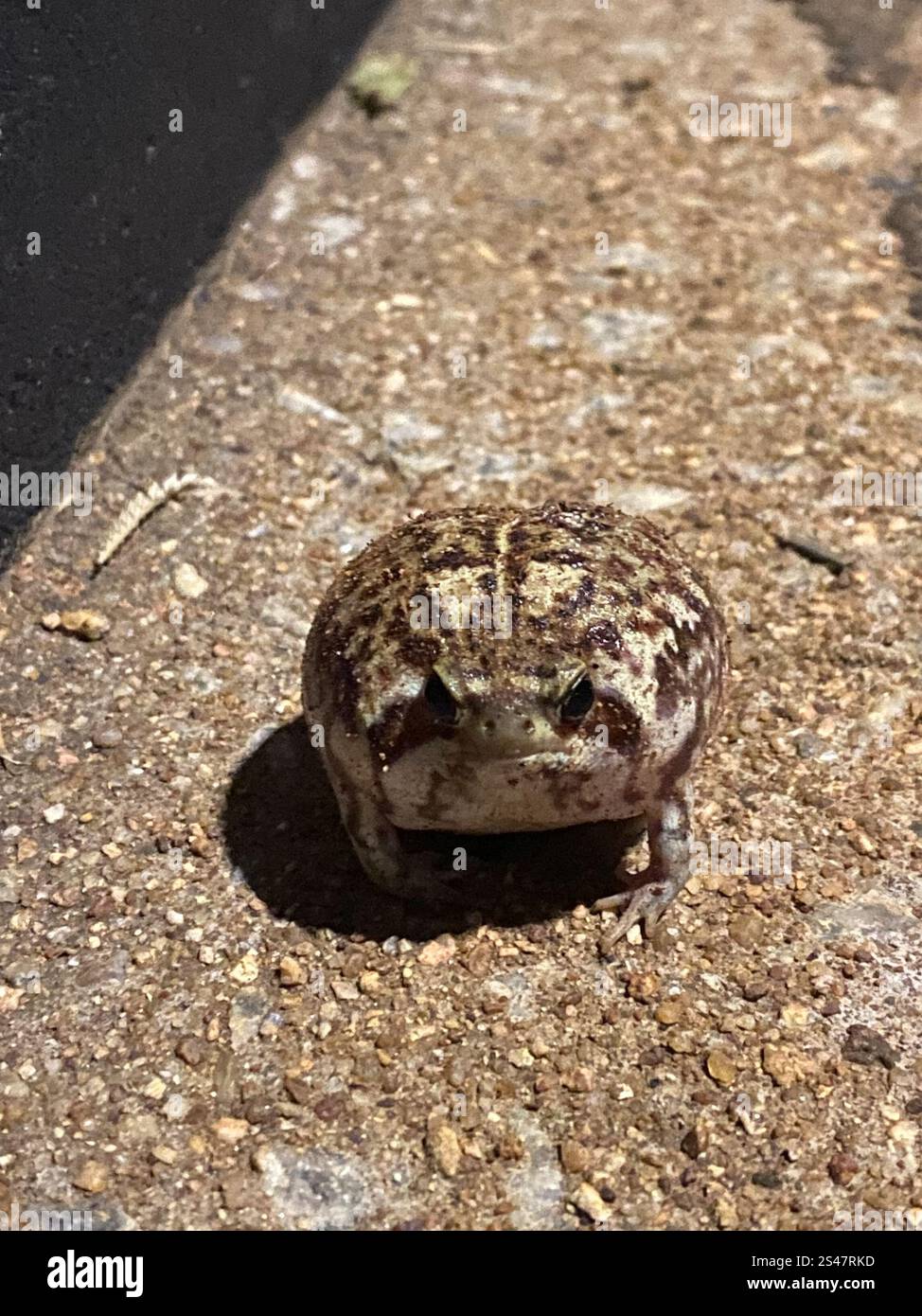 Common Rain Frog (Breviceps adspersus Stock Photo - Alamy