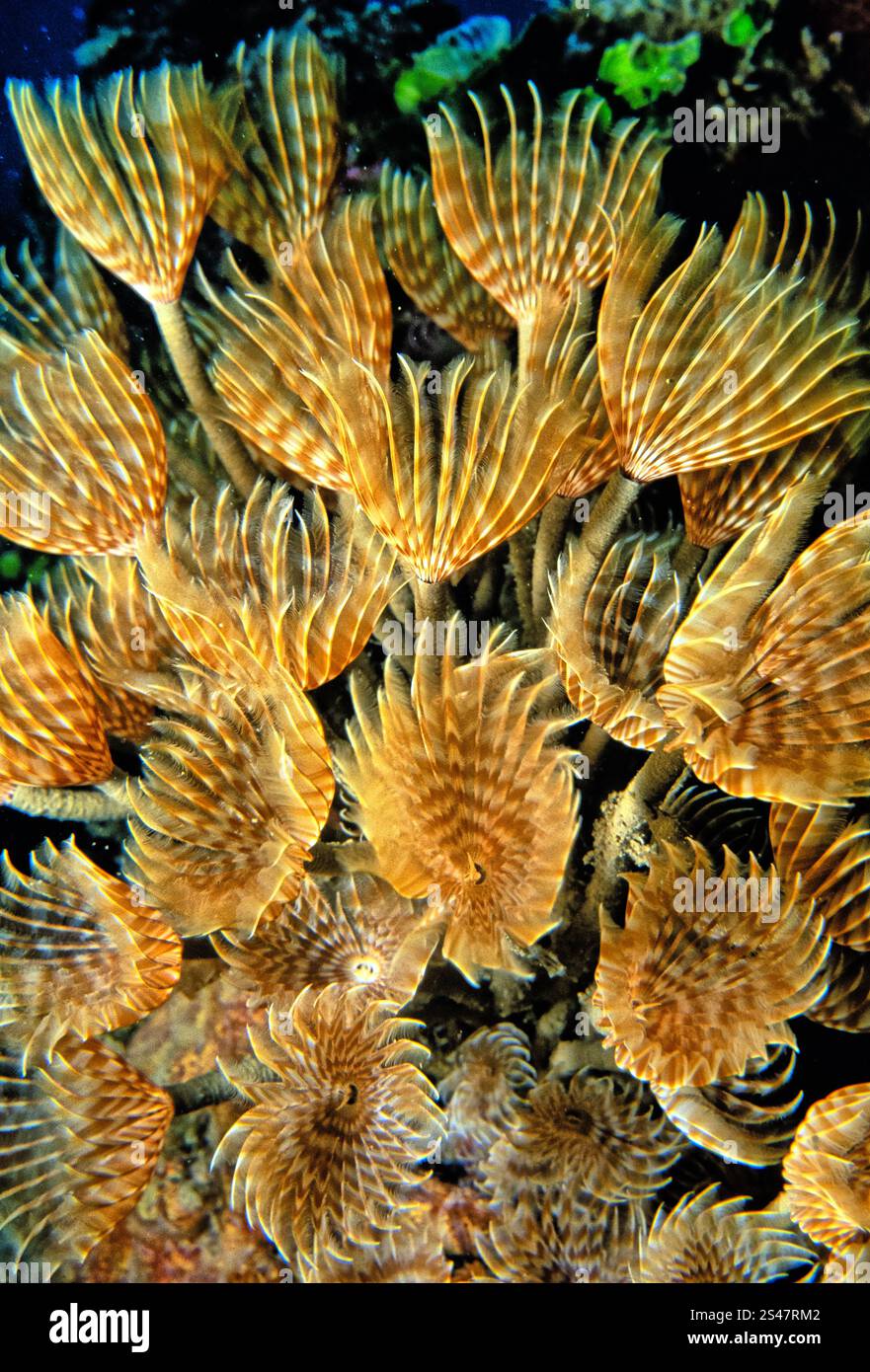 Schizobranchia insignis is a marine feather duster worm. It may be ...