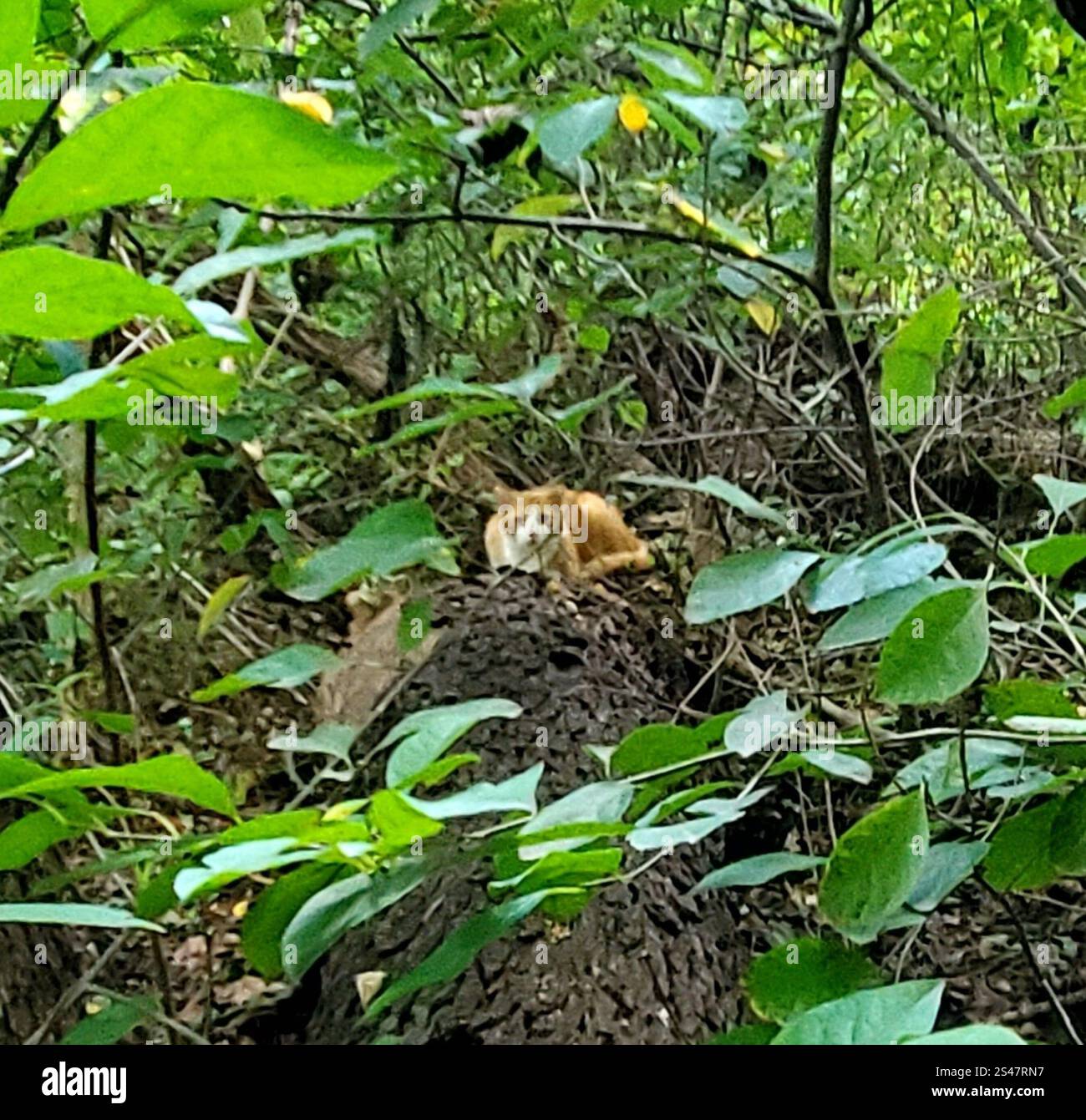 Domestic Cat (Felis catus Stock Photo - Alamy
