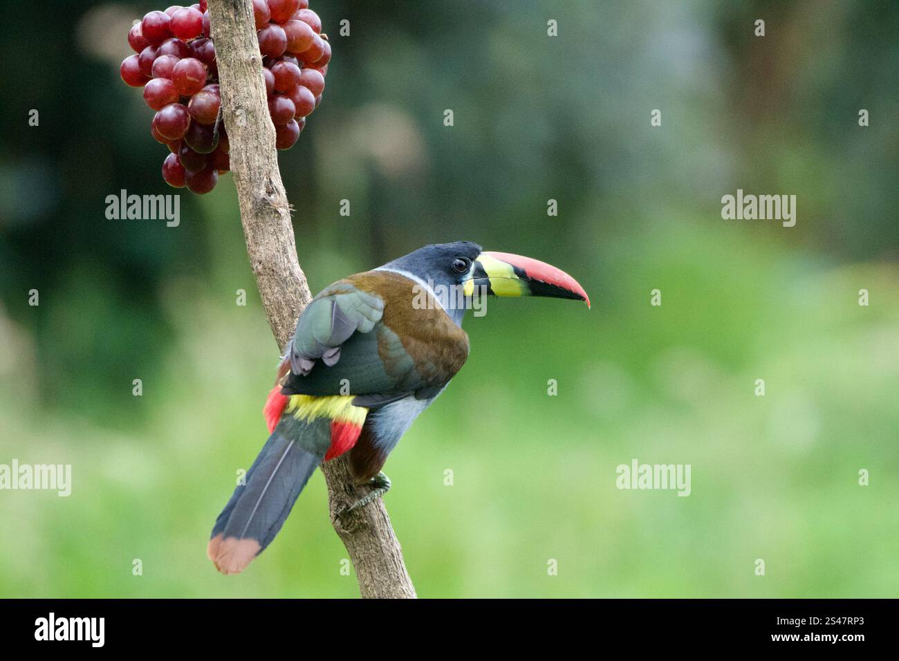 Gray-breasted Mountain-Toucan (Andigena hypoglauca Stock Photo - Alamy