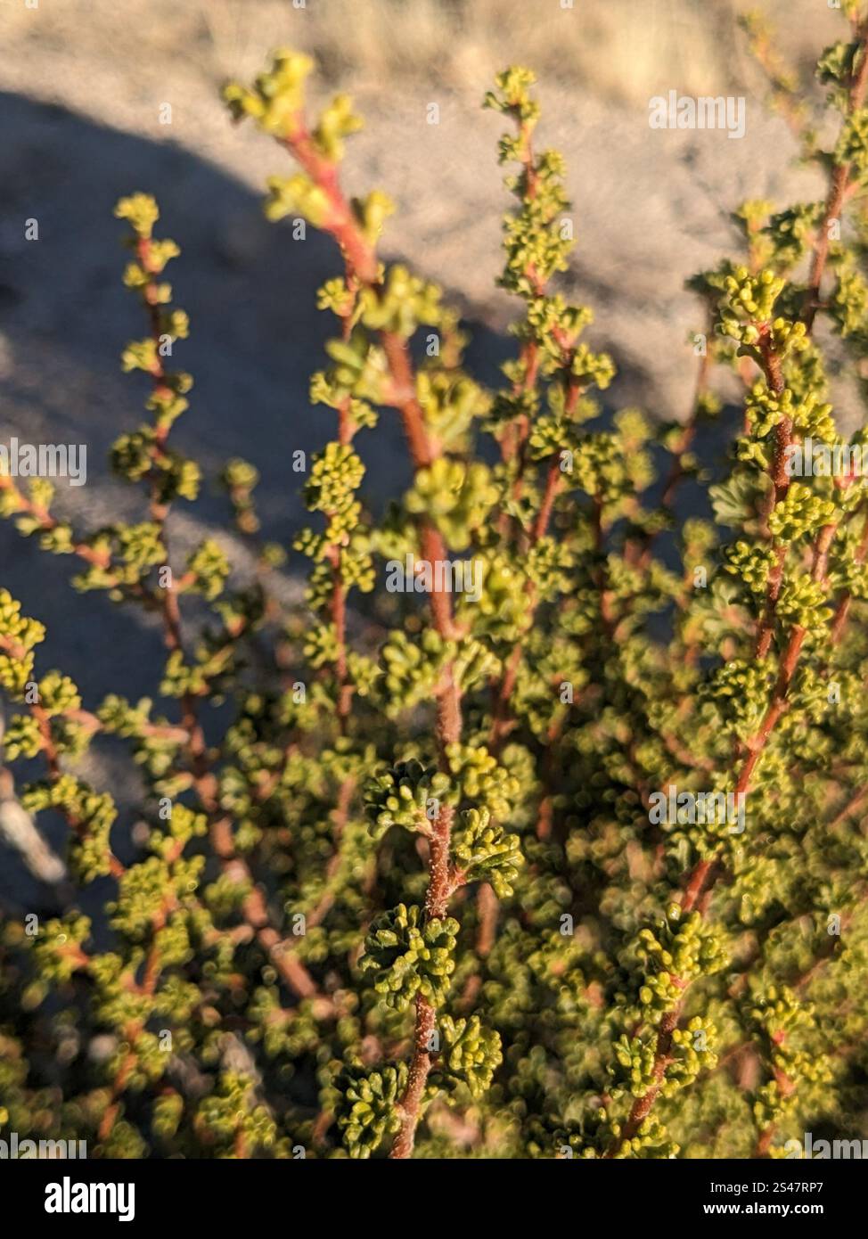 desert bitterbrush (Purshia glandulosa Stock Photo - Alamy