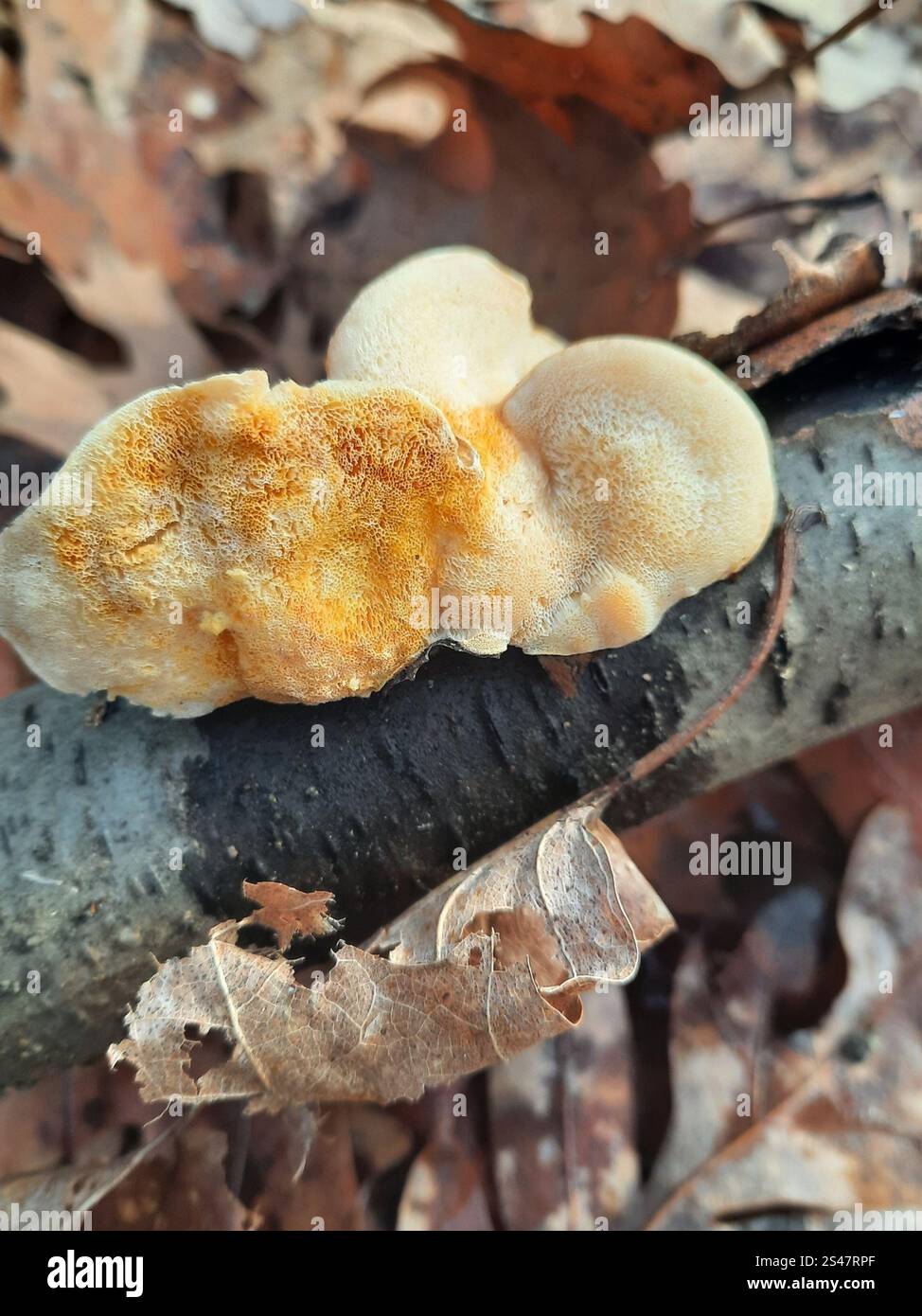 shelf fungi (Polyporales Stock Photo - Alamy
