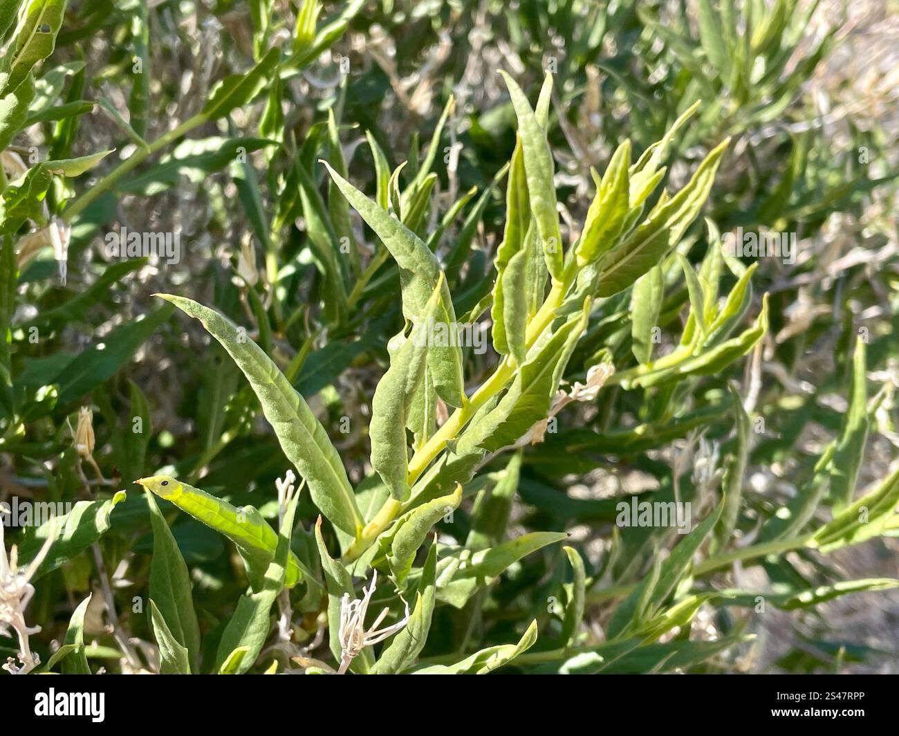American threefold (Trixis californica Stock Photo - Alamy