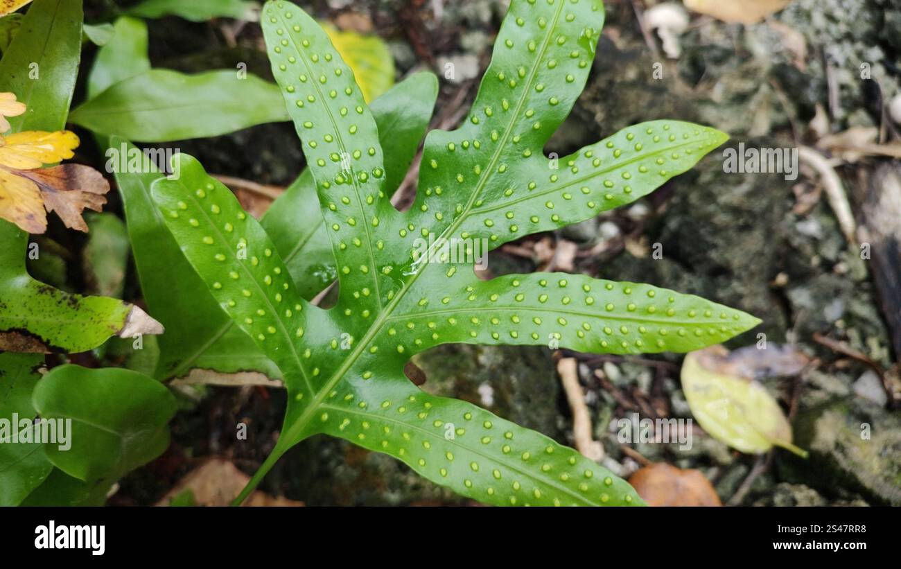 monarch fern (Microsorum scolopendria Stock Photo - Alamy