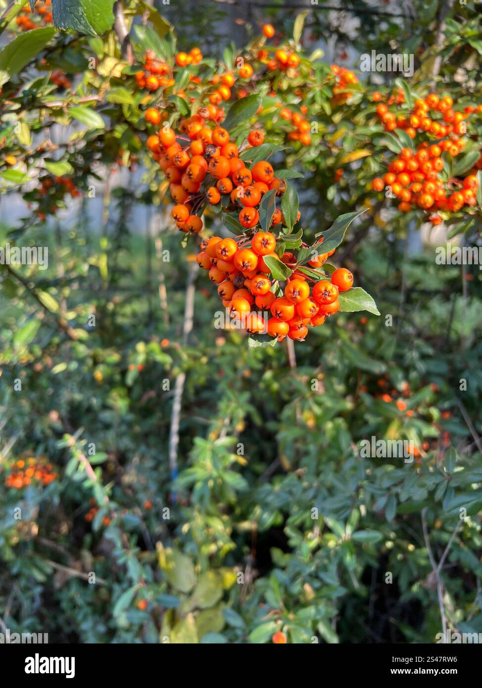 Firethorn (Pyracantha coccinea Stock Photo - Alamy
