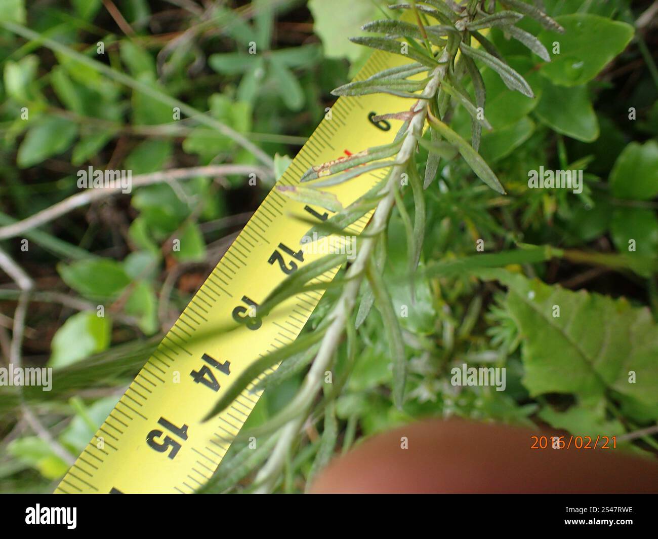 Kooigoed Everlasting (Helichrysum odoratissimum Stock Photo - Alamy