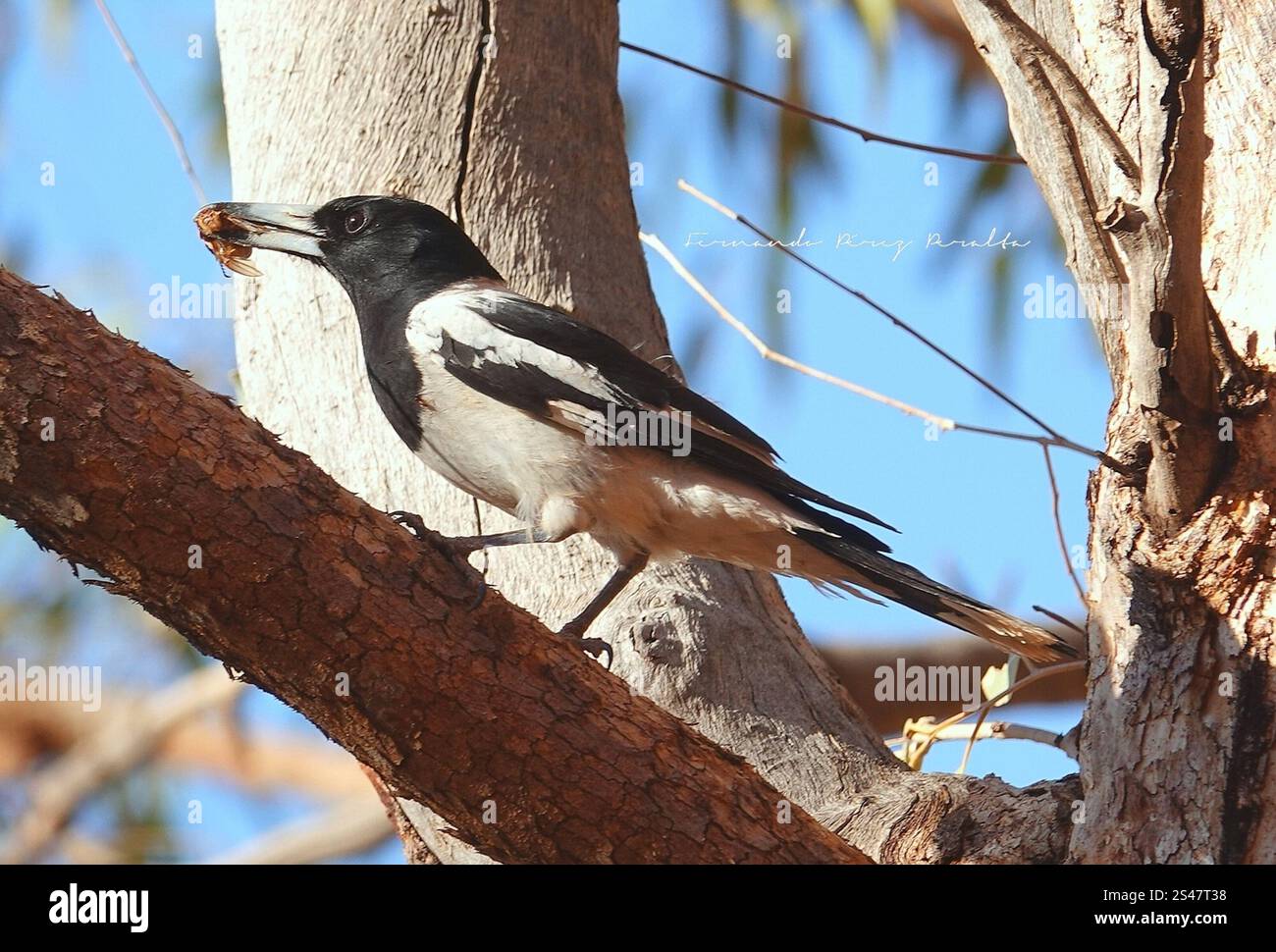 Pied Butcherbird (Cracticus nigrogularis Stock Photo - Alamy