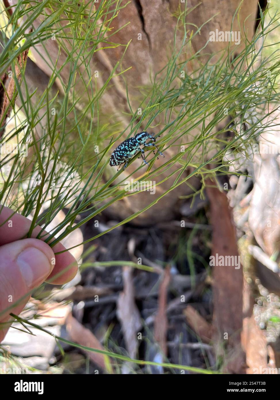 Chrysolopus spectabilis hi-res stock photography and images - Alamy