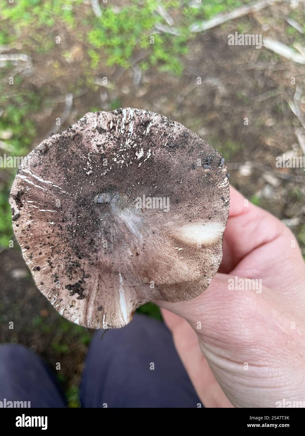smoky dapperling (Leucoagaricus barssii Stock Photo - Alamy