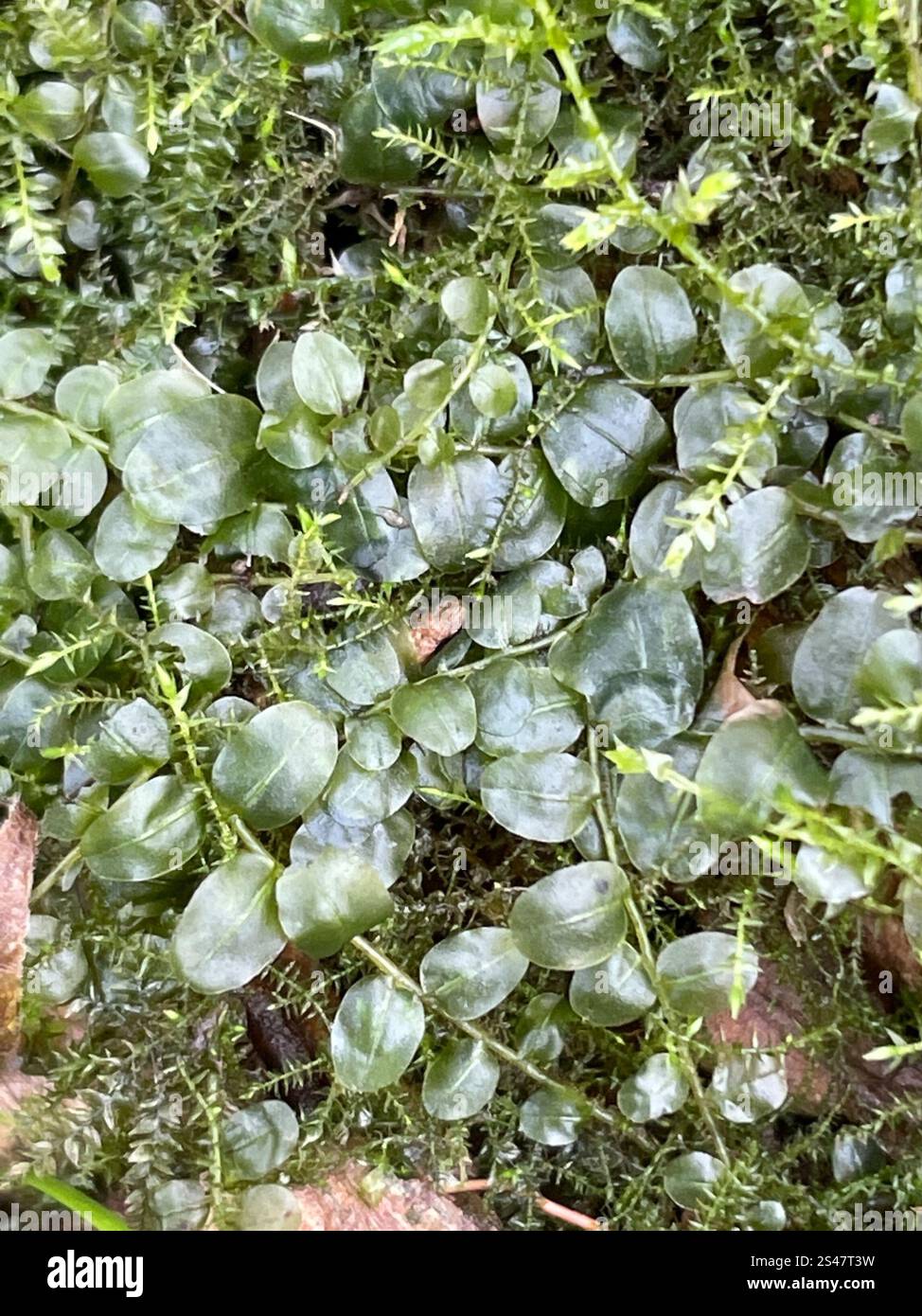 Long-beaked Thyme-moss (Plagiomnium rostratum Stock Photo - Alamy