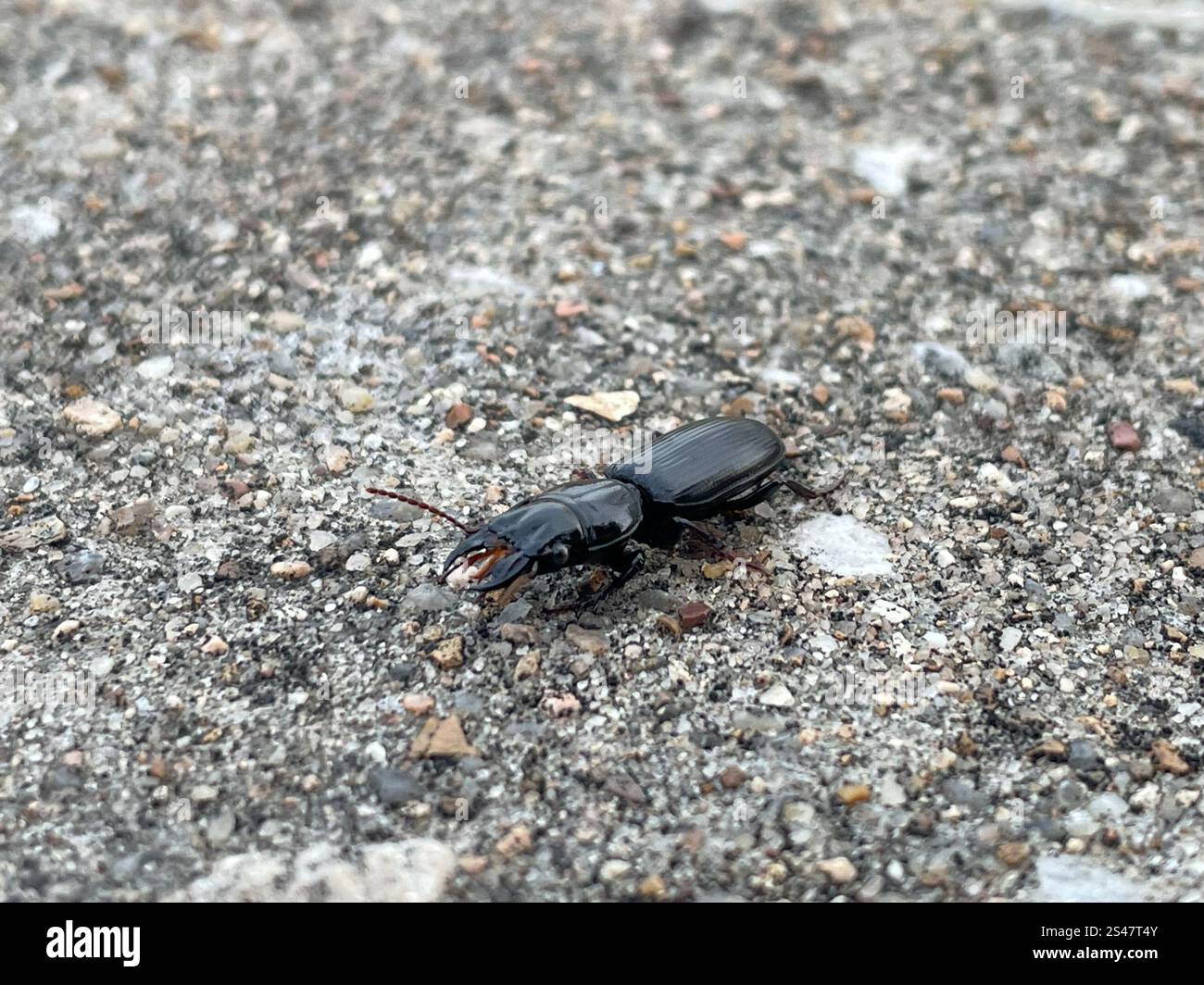 Big-headed Ground Beetle (Scarites subterraneus Stock Photo - Alamy