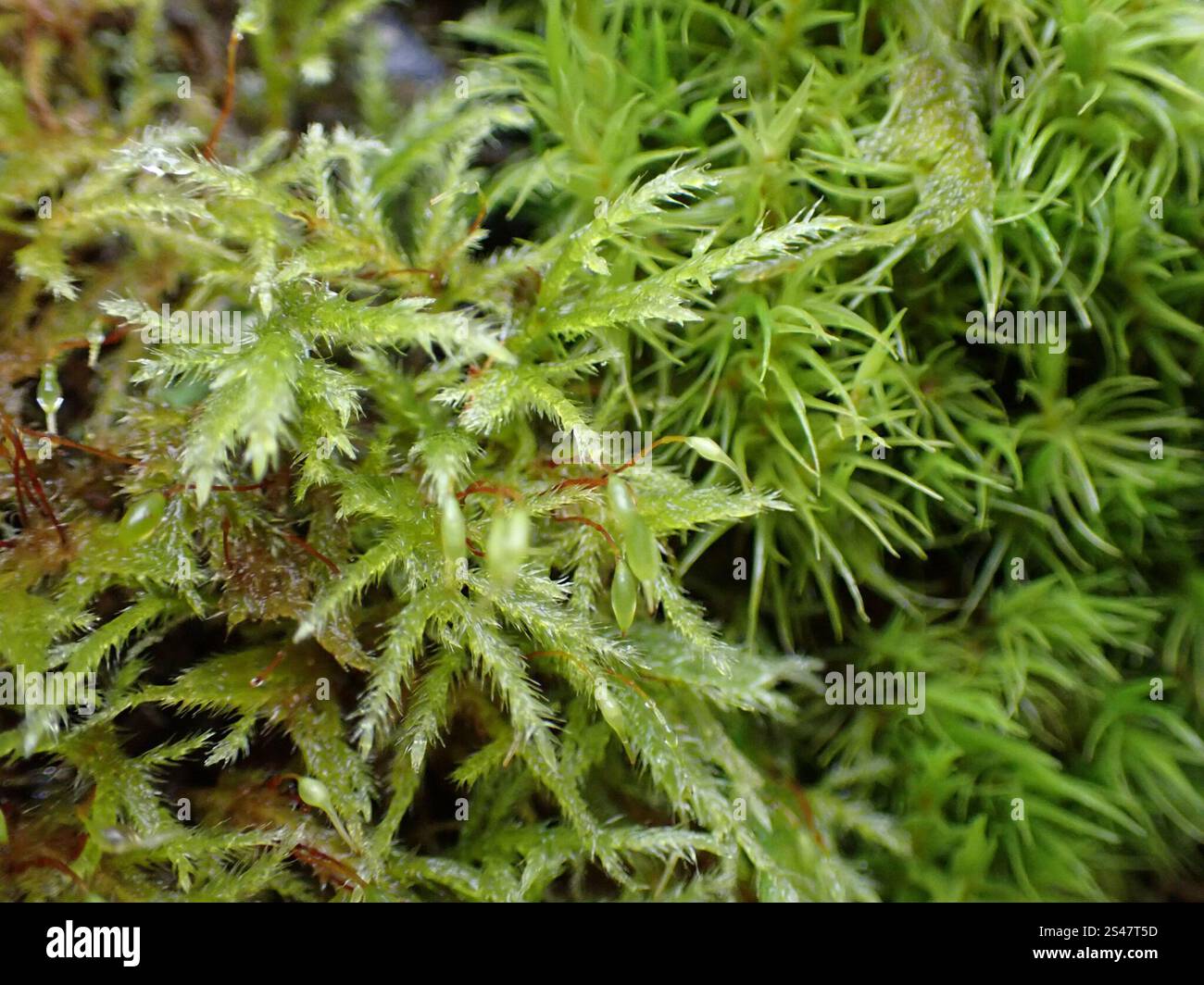 Cat's Tail Moss (Pseudisothecium stoloniferum Stock Photo - Alamy