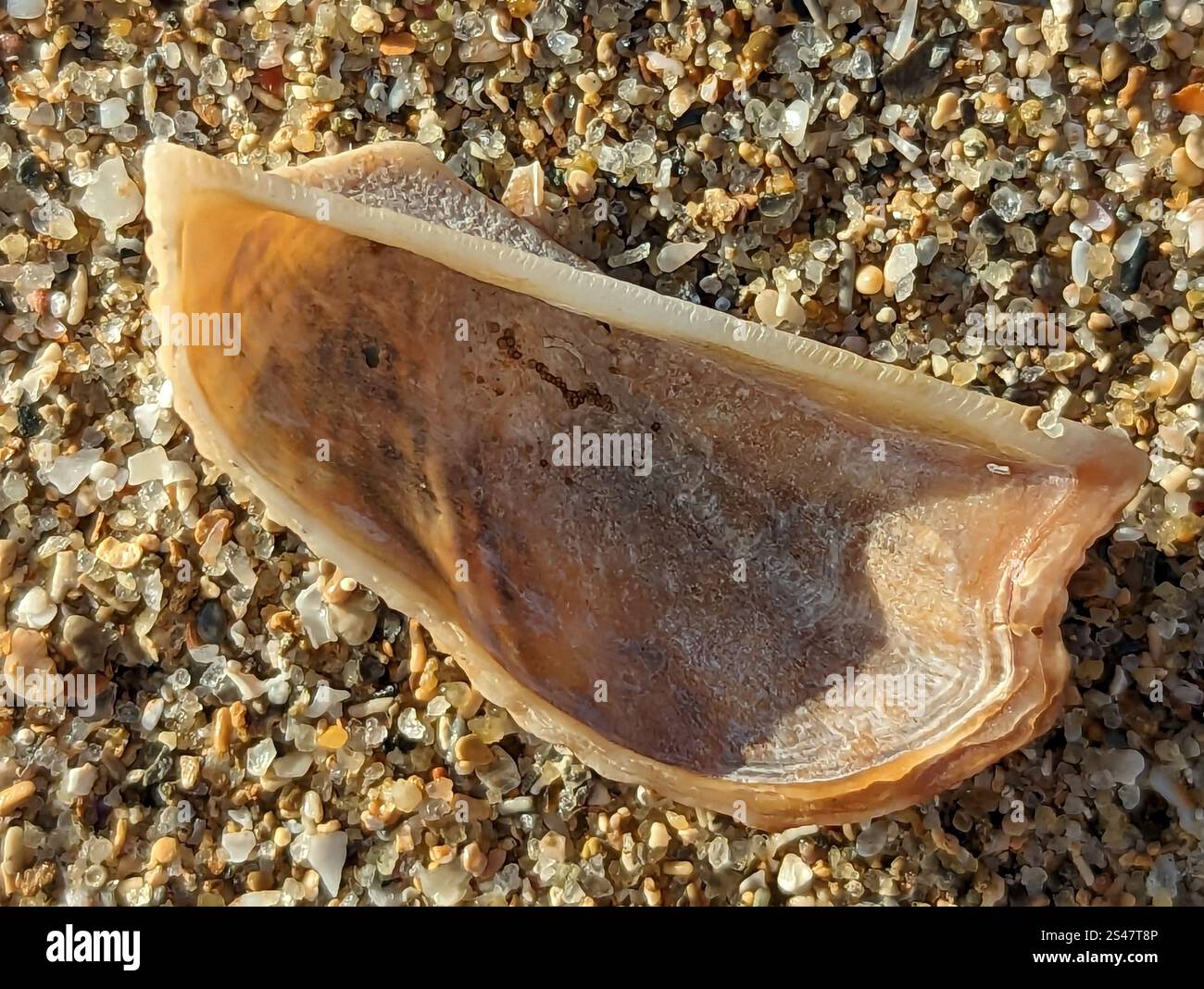 Turkey Wing (Arca zebra Stock Photo - Alamy