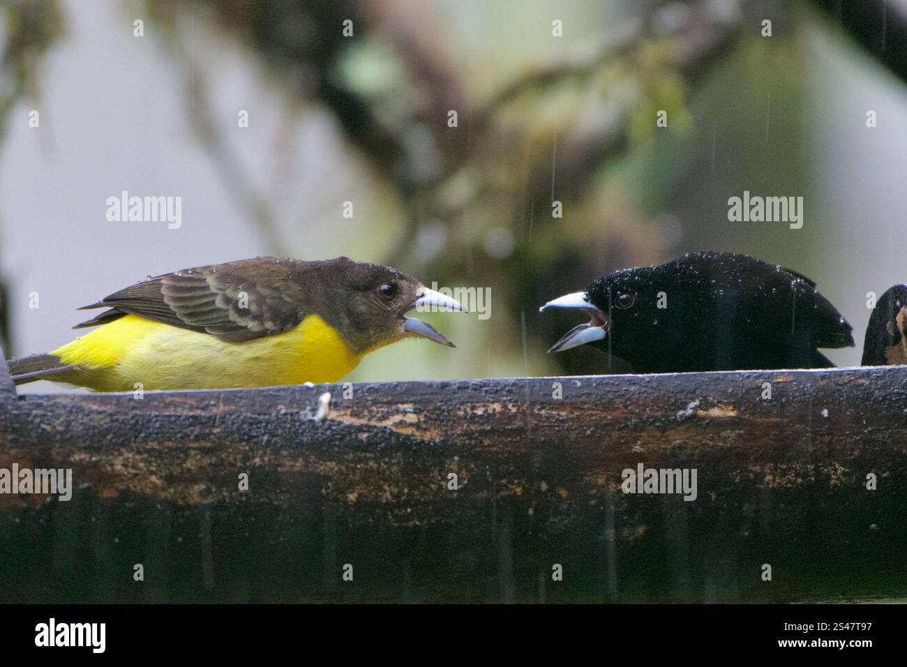 Flame-rumped Tanager (Ramphocelus flammigerus Stock Photo - Alamy