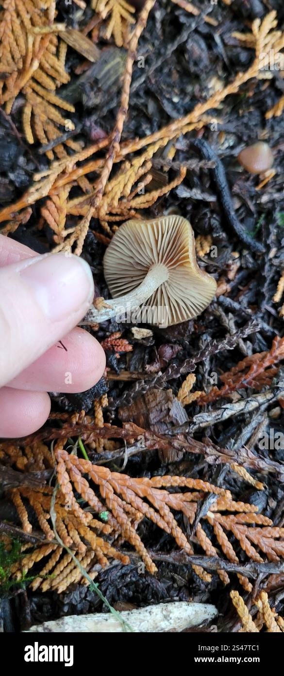 Wavy Cap (Psilocybe cyanescens Stock Photo - Alamy