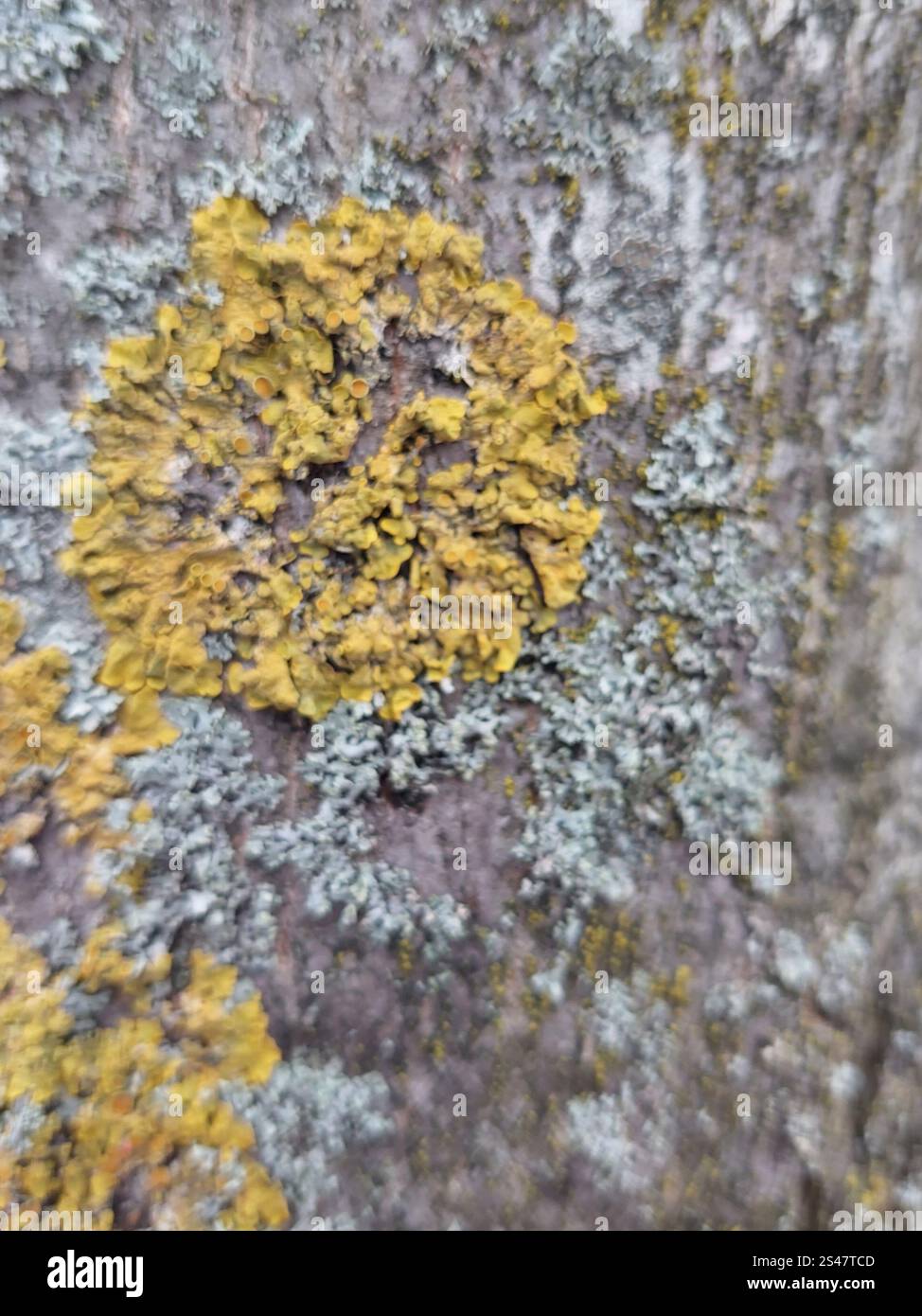 Common Sunburst Lichen (Xanthoria parietina Stock Photo - Alamy