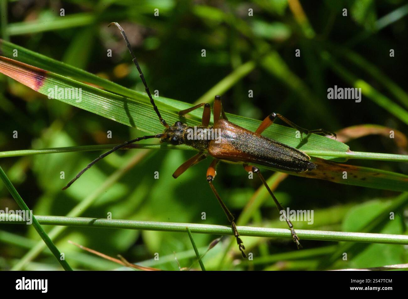 variable longhorn beetle (Stenocorus meridianus Stock Photo - Alamy