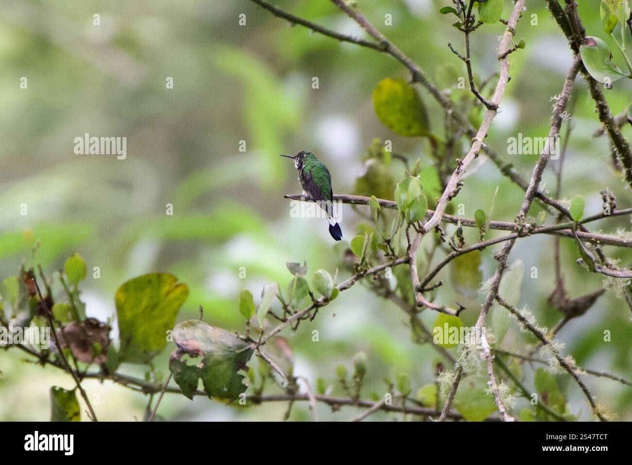 White-booted Racket-tail (Ocreatus underwoodii Stock Photo - Alamy
