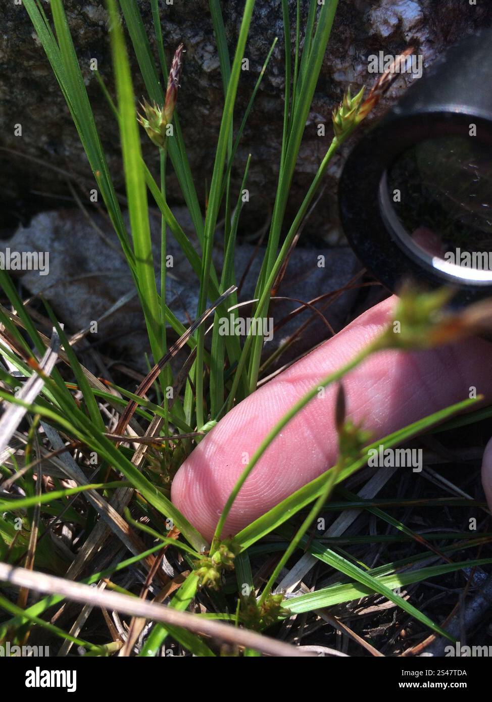 Umbel-like Sedge (Carex tonsa rugosperma Stock Photo - Alamy