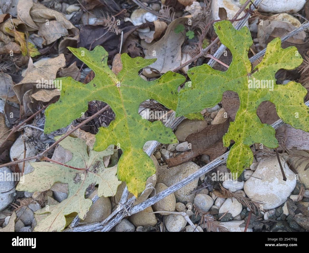 mustang grape (Vitis mustangensis Stock Photo - Alamy
