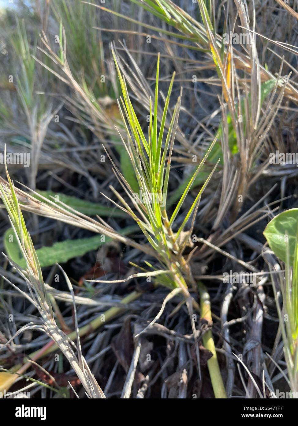 Saltgrass (Distichlis spicata Stock Photo - Alamy