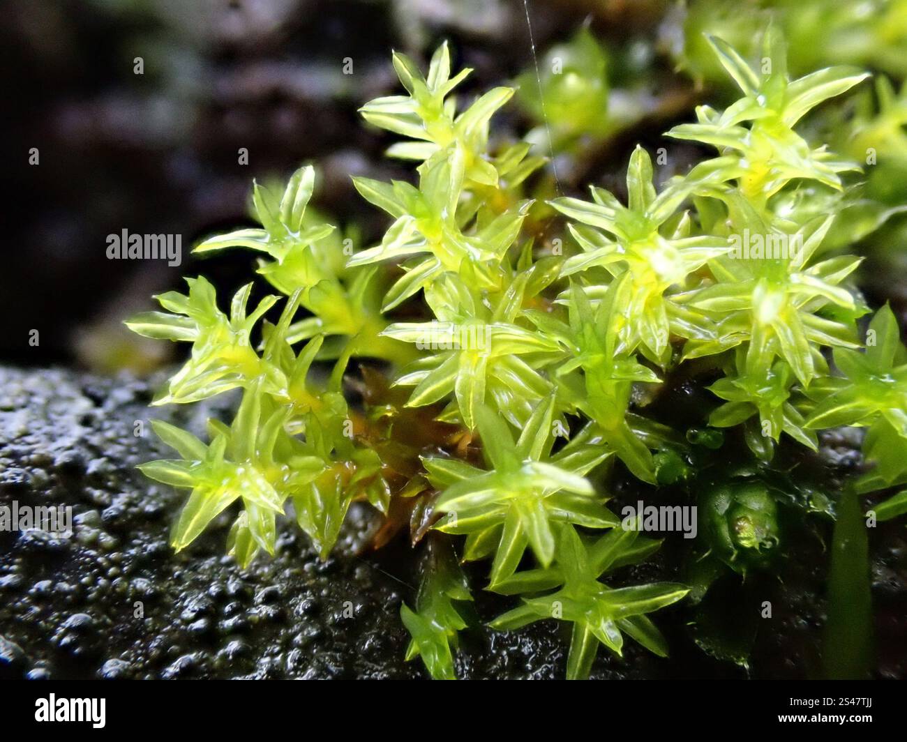 Bird's-Claw Beard-Moss (Barbula unguiculata Stock Photo - Alamy
