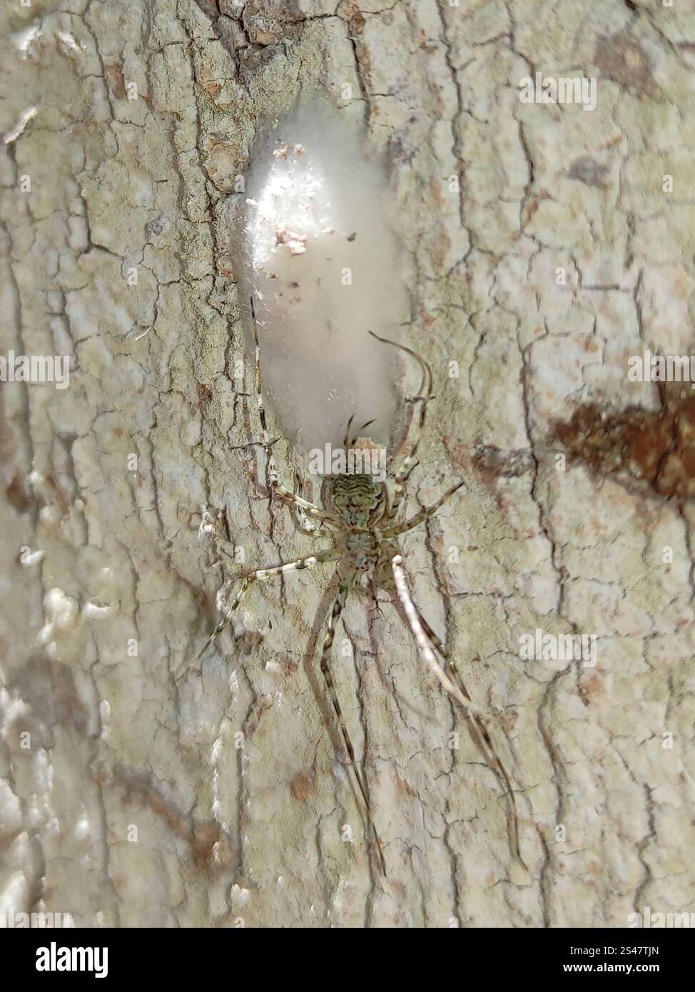 Two-tailed Spiders (Hersiliidae Stock Photo - Alamy