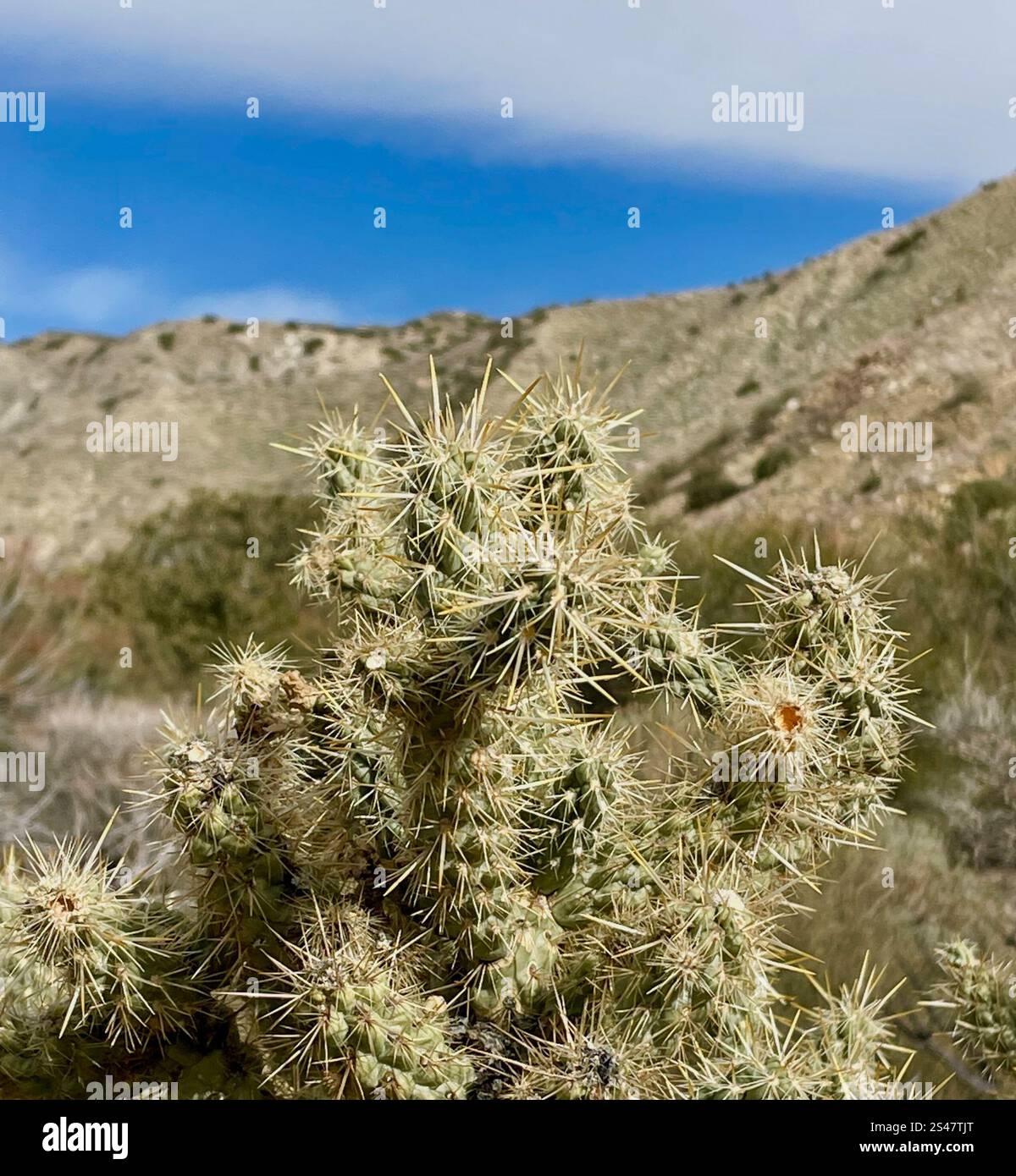 Silver Cholla (Cylindropuntia echinocarpa Stock Photo - Alamy