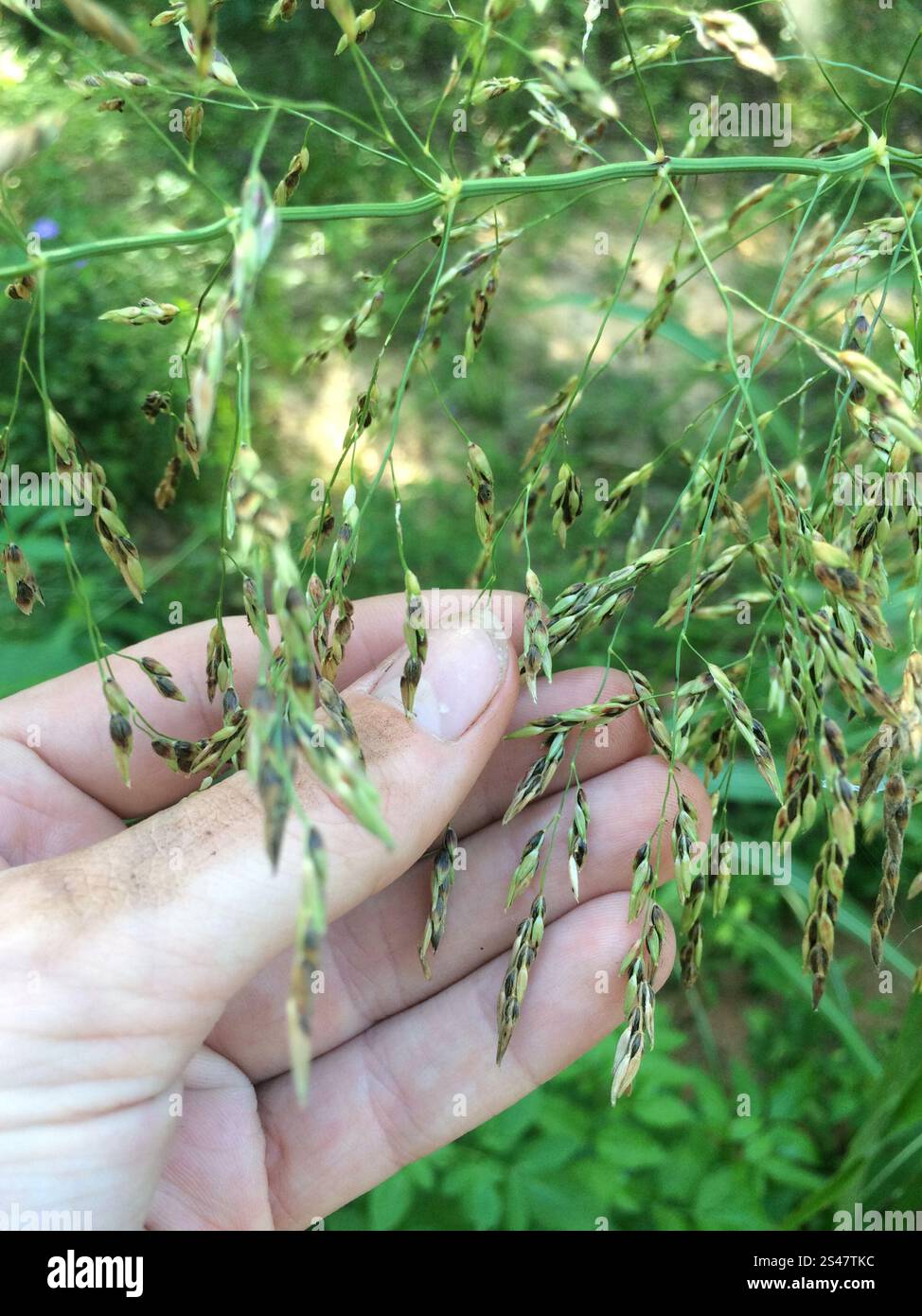 Johnson grass (Sorghum halepense Stock Photo - Alamy