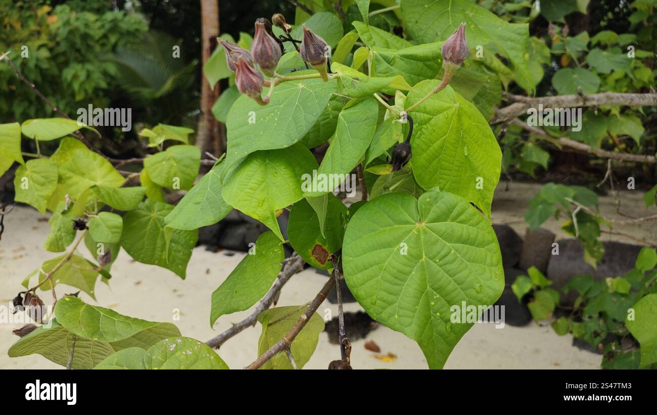 sea hibiscus (Hibiscus tiliaceus Stock Photo - Alamy