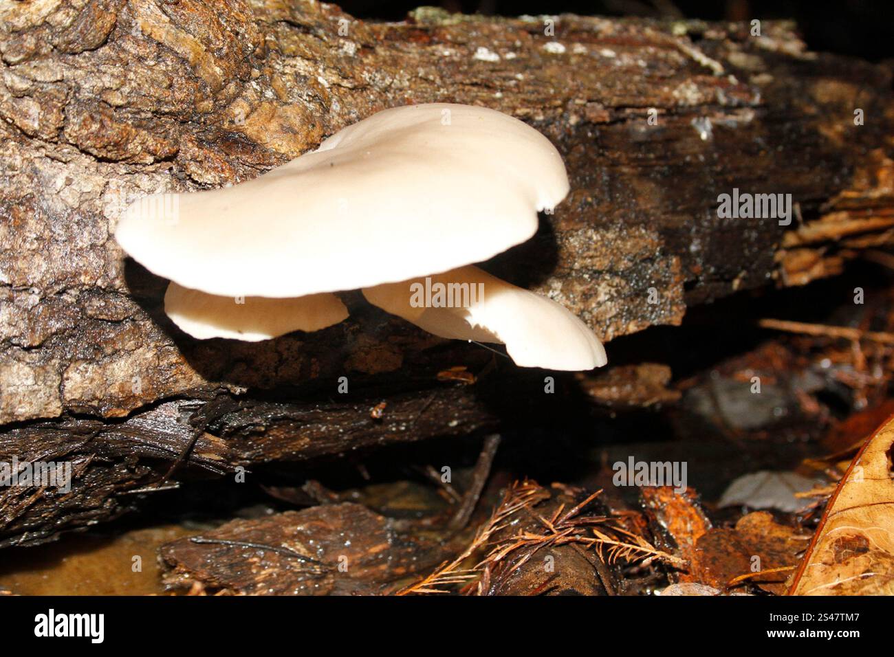 Oyster Mushroom (Pleurotus ostreatus Stock Photo - Alamy