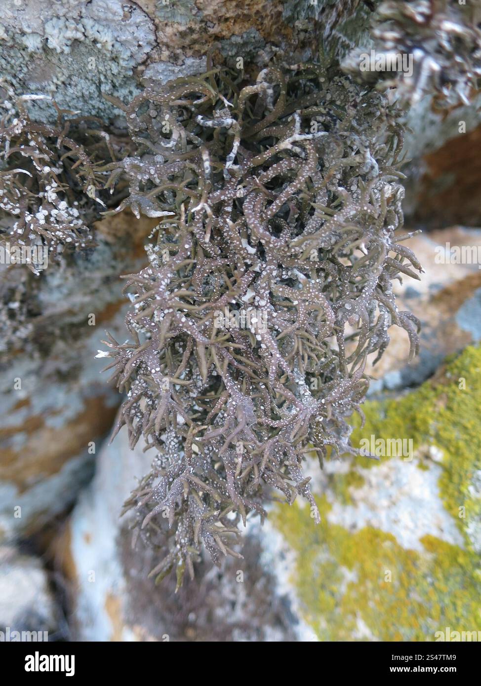 Lichens litmus hi-res stock photography and images - Alamy