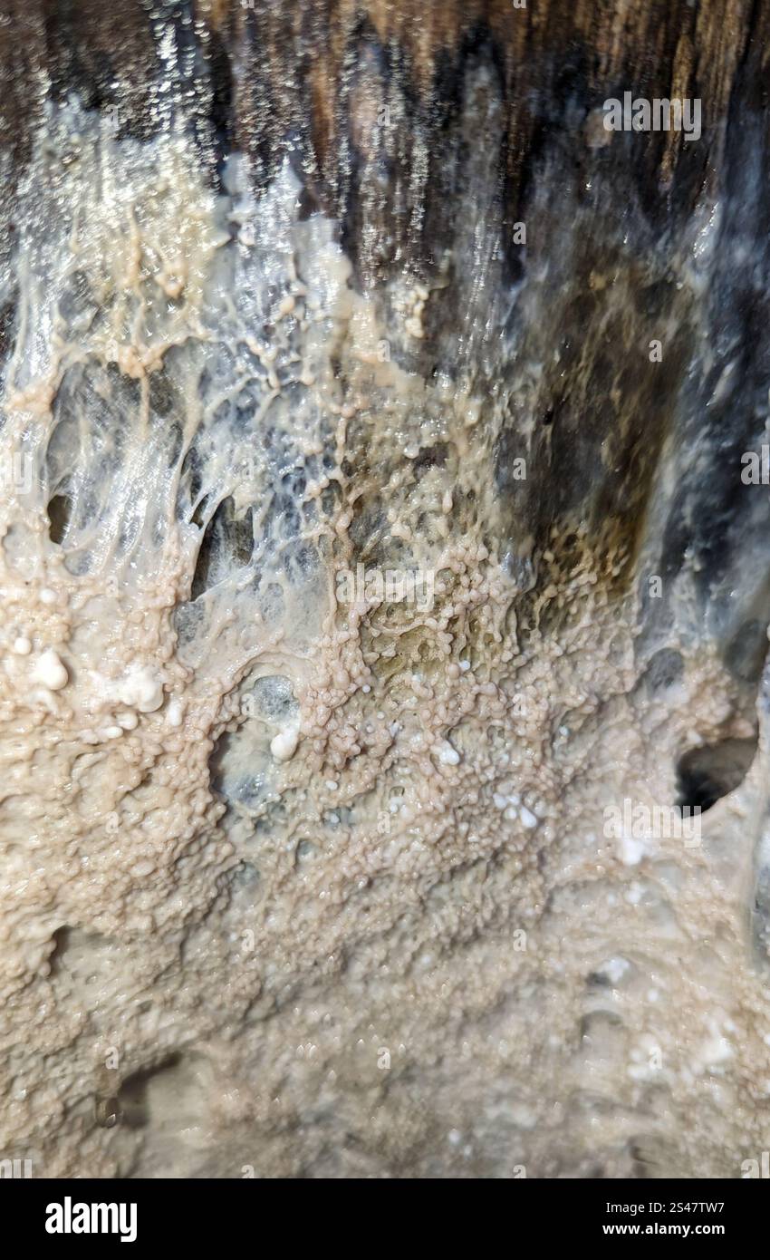 Tapioca Slime Mold (Brefeldia maxima Stock Photo - Alamy