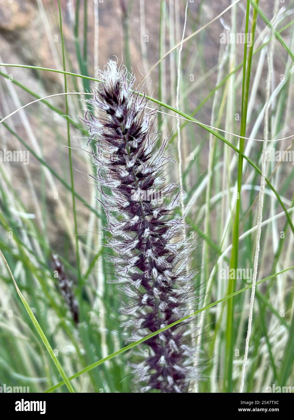 Fountain Grass (Cenchrus setaceus Stock Photo - Alamy