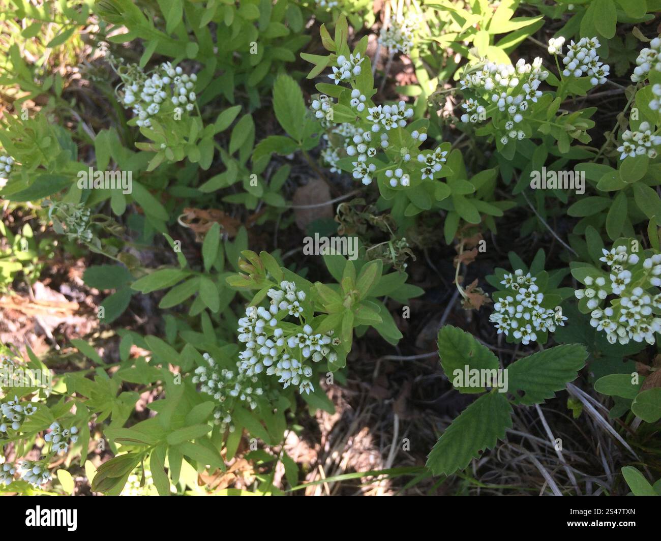 bastard toadflax (Comandra umbellata Stock Photo - Alamy