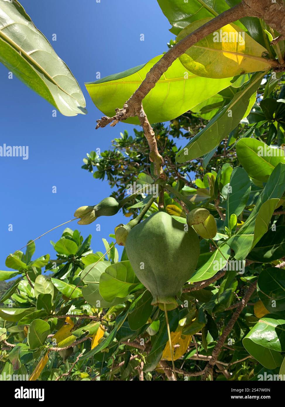 Fish Poison Tree (Barringtonia asiatica Stock Photo - Alamy