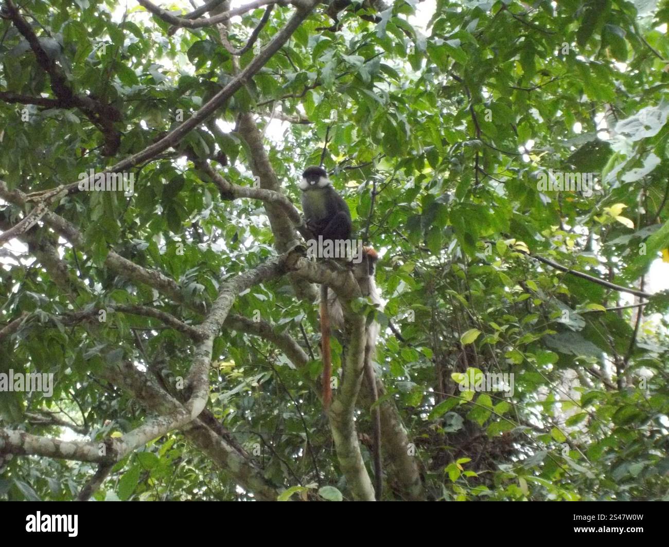Schmidt's Red-tailed Monkey (Cercopithecus ascanius schmidti Stock ...