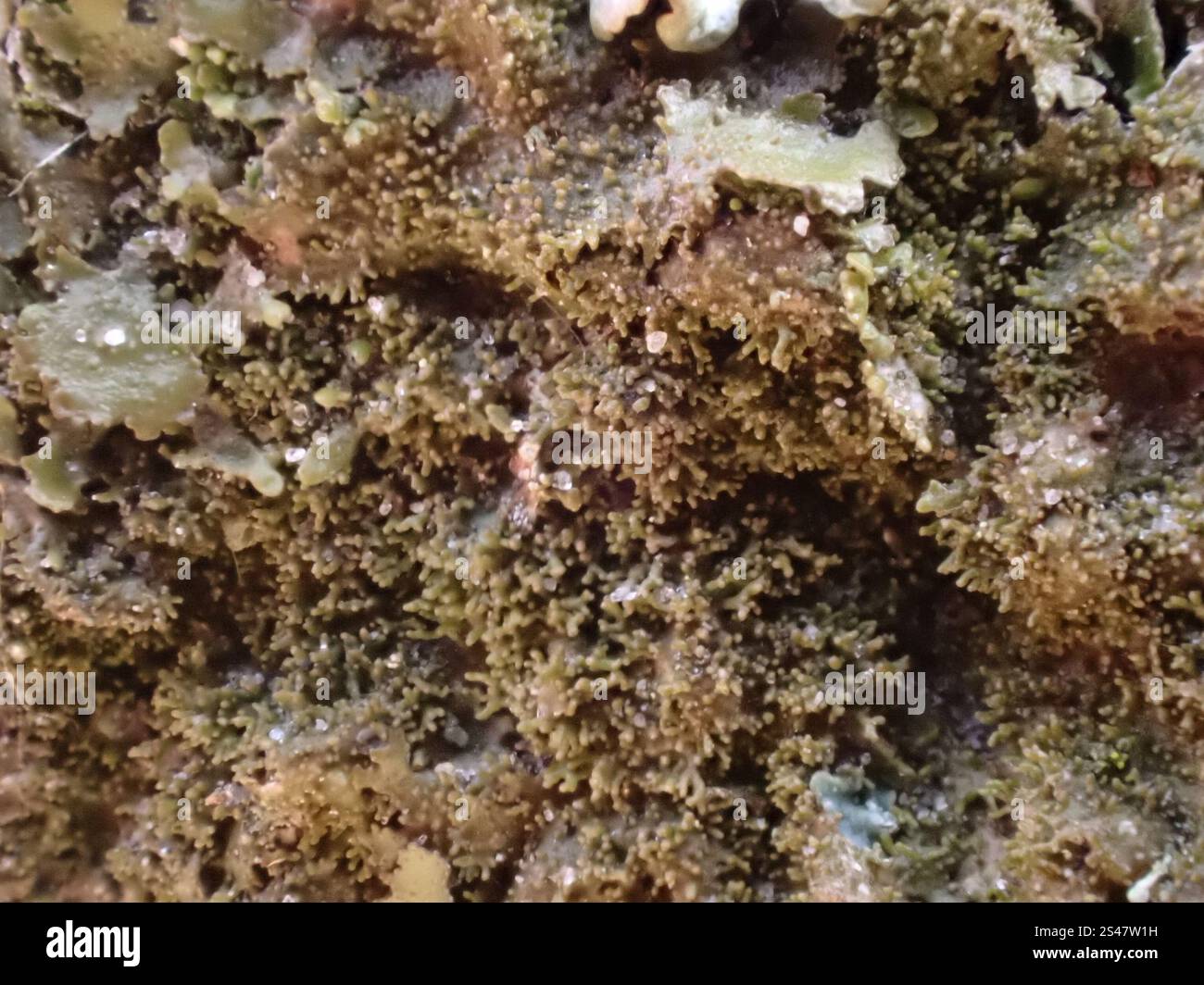 Elegant Camouflage Lichen (Melanohalea elegantula Stock Photo - Alamy