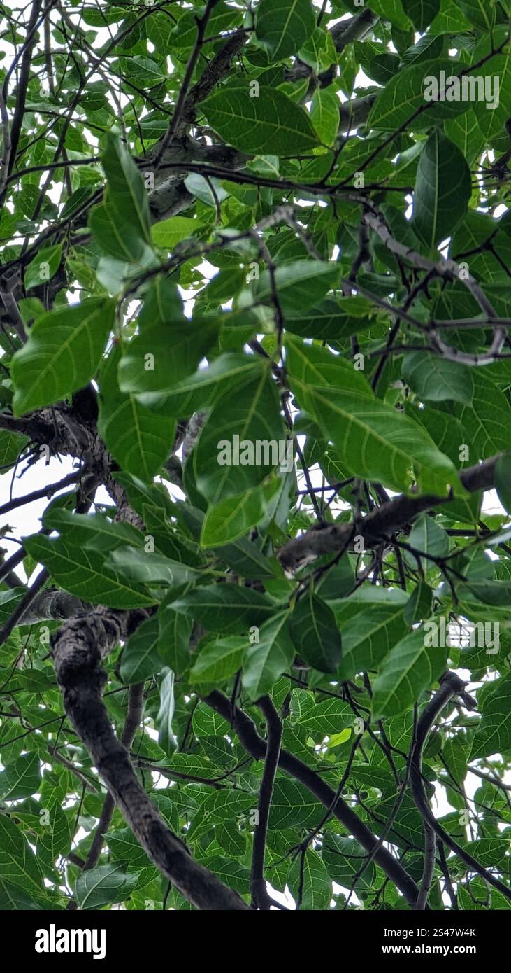 sandpaper fig (Ficus fraseri Stock Photo - Alamy