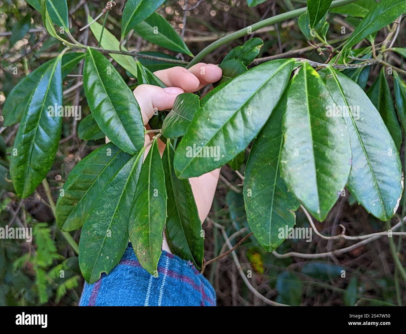 dahoon holly (Ilex cassine Stock Photo - Alamy