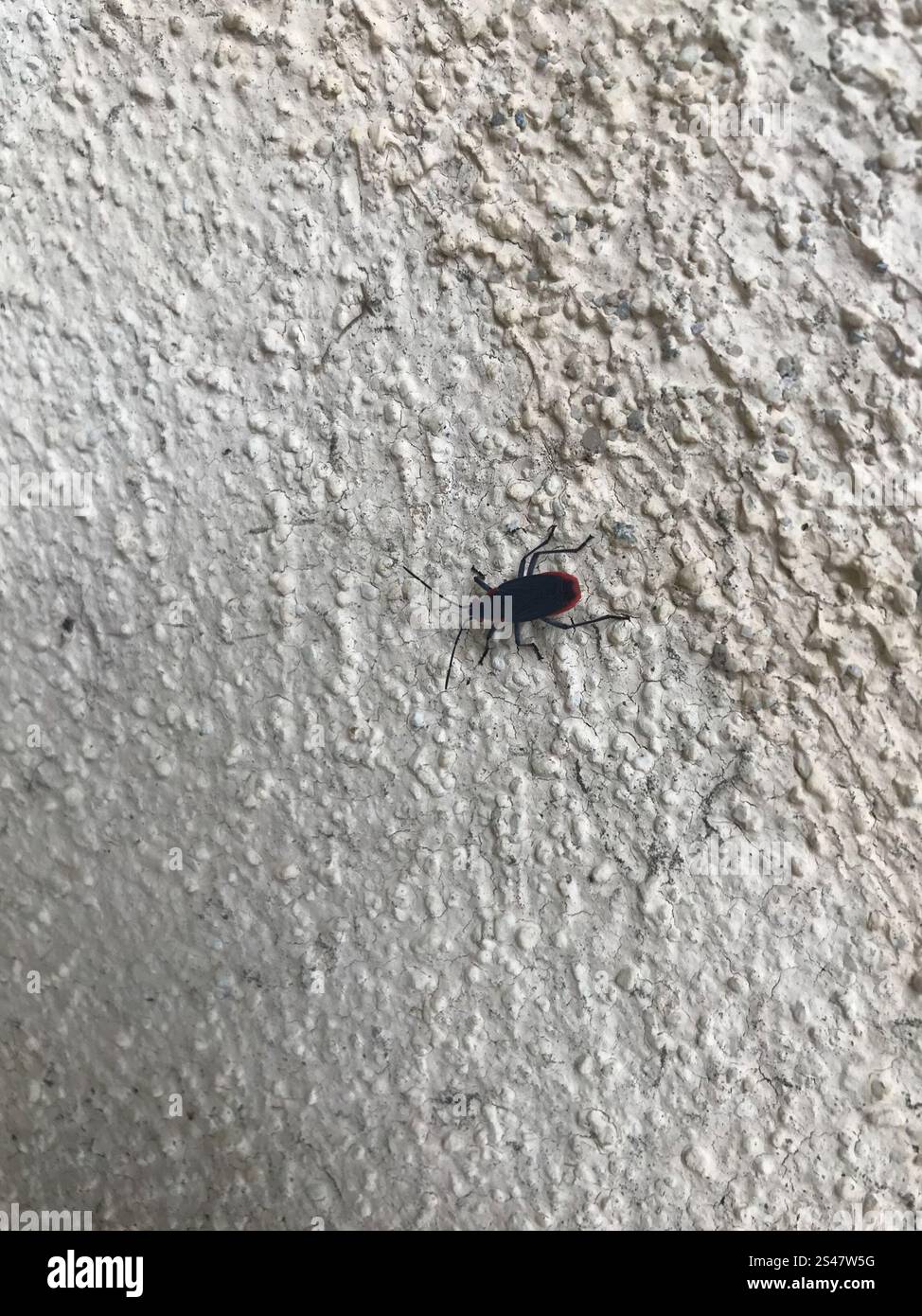 Red-shouldered Bug (Jadera haematoloma Stock Photo - Alamy