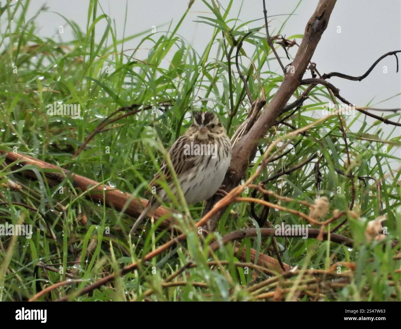 Savannah Sparrow (Passerculus sandwichensis Stock Photo - Alamy