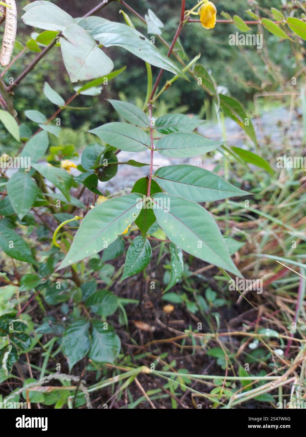 Coffee Senna (Senna occidentalis Stock Photo - Alamy