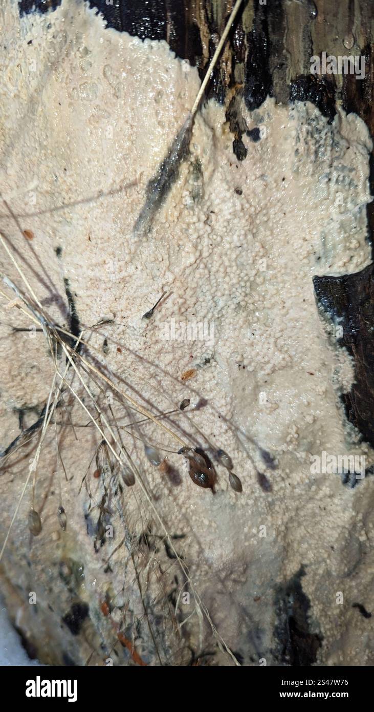 Tapioca Slime Mold (Brefeldia maxima Stock Photo - Alamy