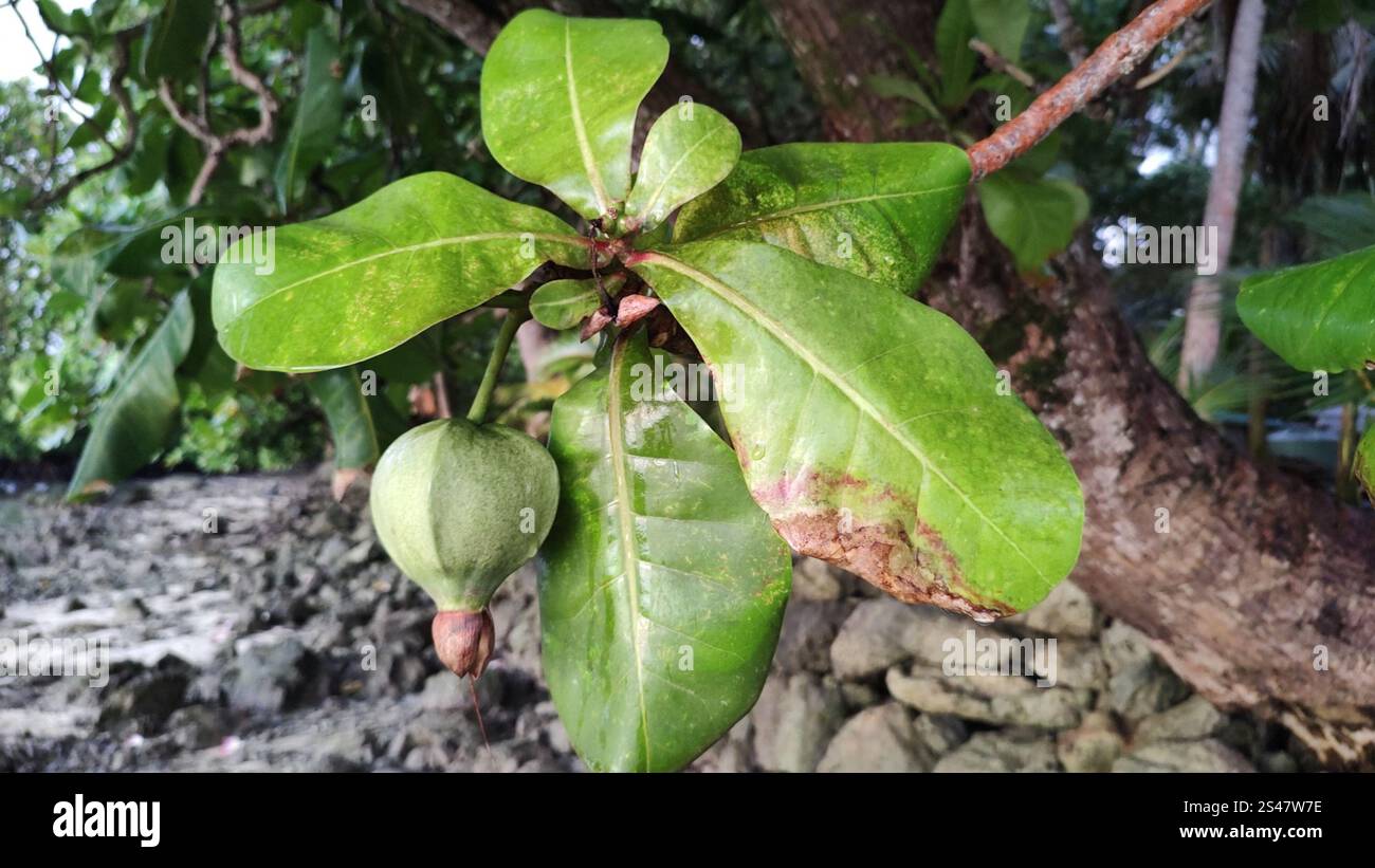 Fish Poison Tree (Barringtonia asiatica Stock Photo - Alamy